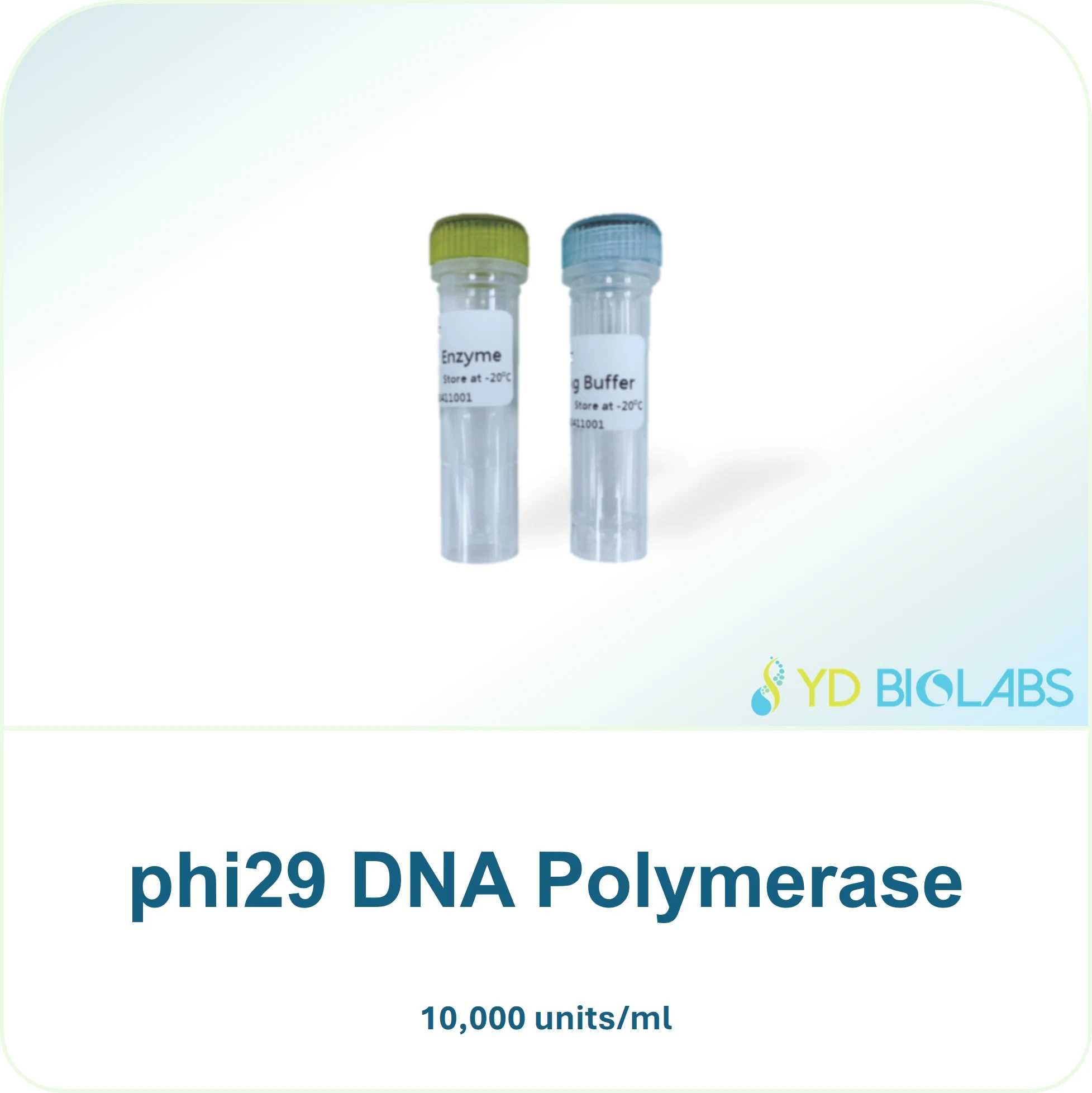 phi29 DNA Polymerase - YD BioLabs – Enzymes Meet Nucleic Acids